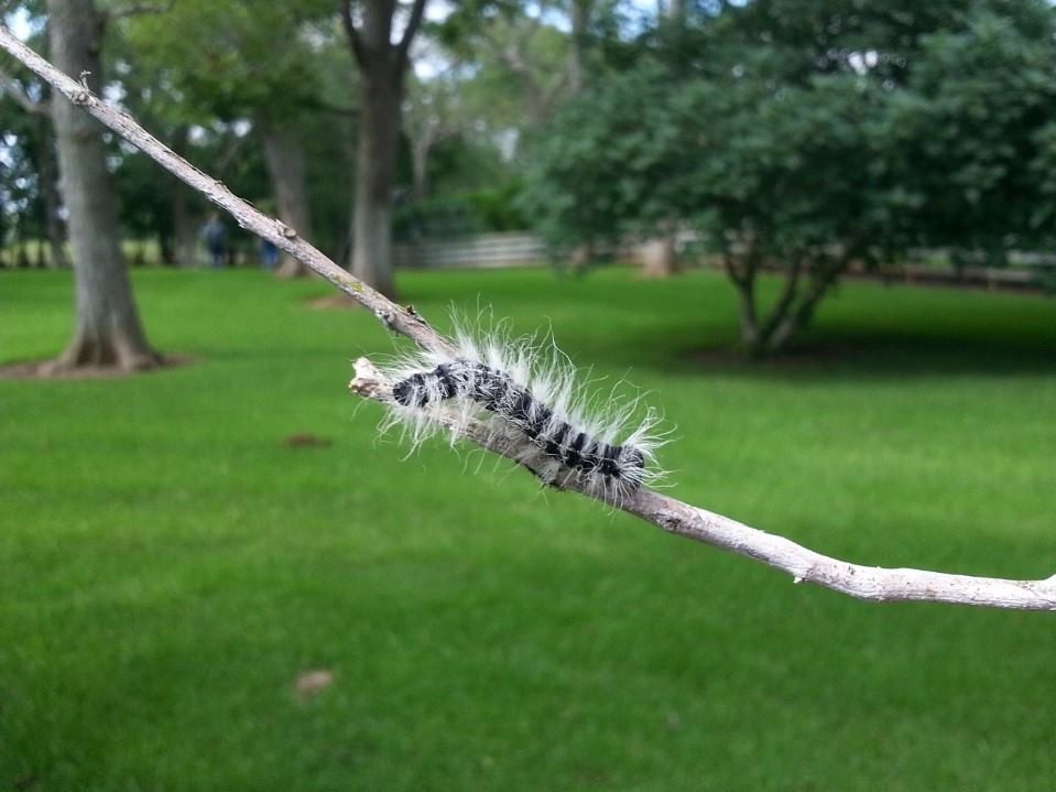 Now is the Time for Pecan Growers to Act on Walnut Caterpillars - Fort Bend
